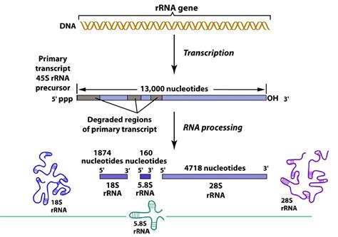 Rrna Gene Dna Transcription Primary Transcript 45s Rrna Precursor 5 Ppp