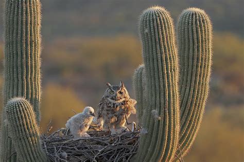 Great Horned Owls Nesting In Saguaro Cactus Arizona Photograph By John Cancalosi Naturepl