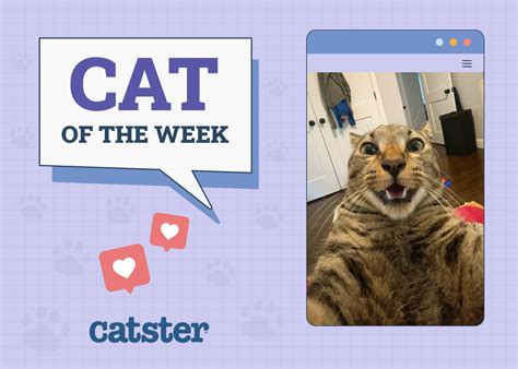 How Do I Give Cpr To A Cat Vet Verified Step By Step Guide Catster