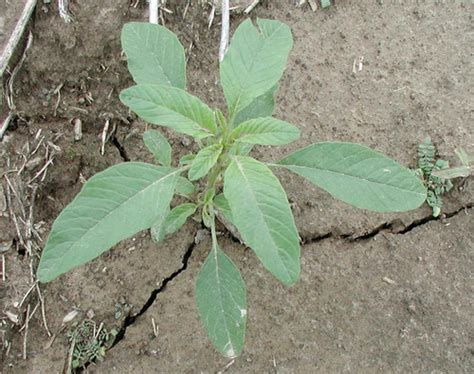 Weed Seedling Group 1 Flashcards Quizlet