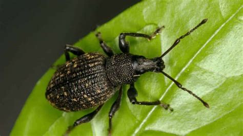 What Is A Weevil And How To Identify And Get Rid Of Them