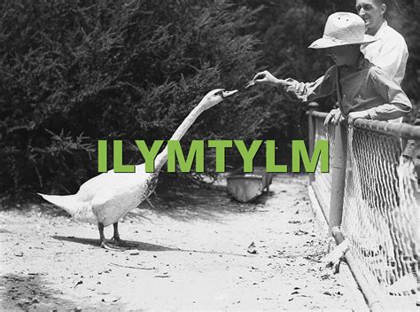 Bbc What Does Bbc Mean