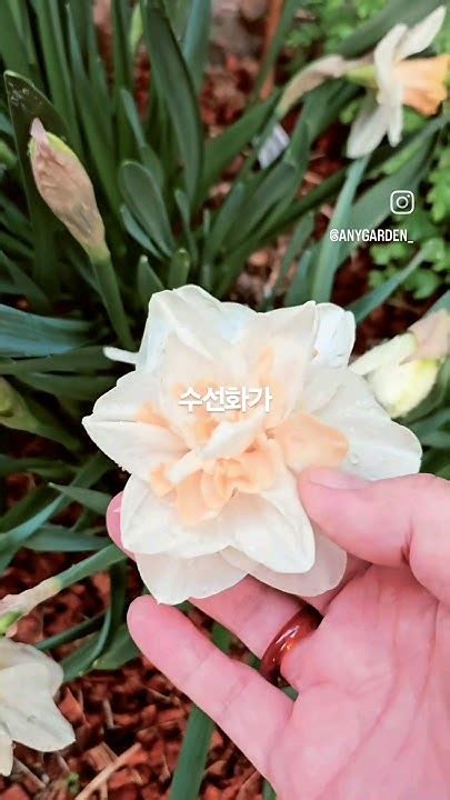 수선화가 지면 해야할 일 데드헤딩 구근키우기 마당가드닝 Youtube