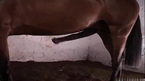 Horse Fucks Hot Blonde Zoo Tube 1