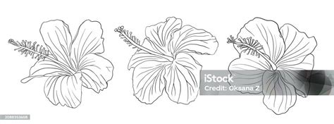트로피컬 하이비스커스 플라워 세트입니다 중국 장미 꽃입니다 손으로 그린 벡터 라인 아트 일러스트 로고 카드 또는 초대 차 허브 히비스쿠스 차 Karkade 흰색 배경에