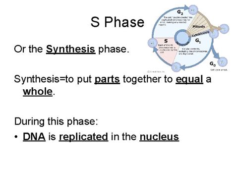 Cell Cycle Cells Are The Basic Unit Of