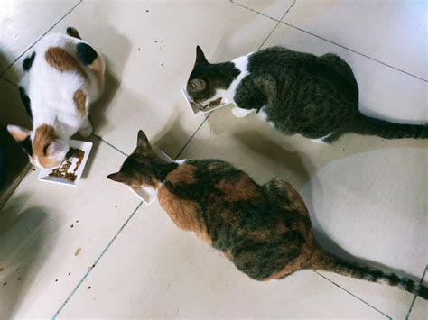 Mga Botchog Ni Lola R Catsofrph