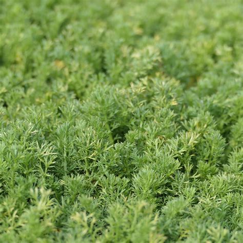 Buy Chamomile Nobile Treneague At Uk