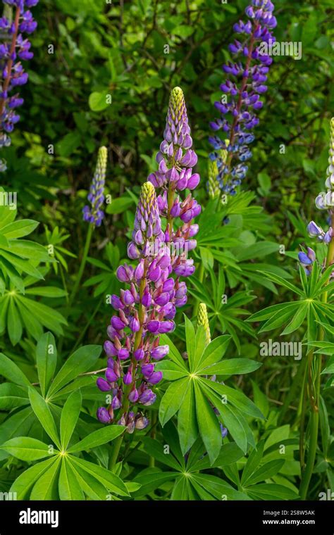 Lupinus Lupin Lupine Field With Pink Purple And Blue Flowers Stock
