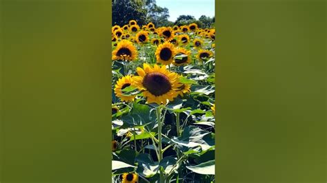 🌻🌻ফুলে ফুলে ঢোলে ঢোলে Shots Reels Viral Bengali Nature Flowers Prasantaofficial Youtube