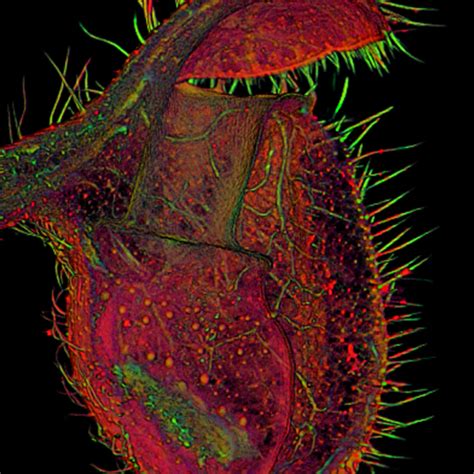 optical projection tomography coen lab