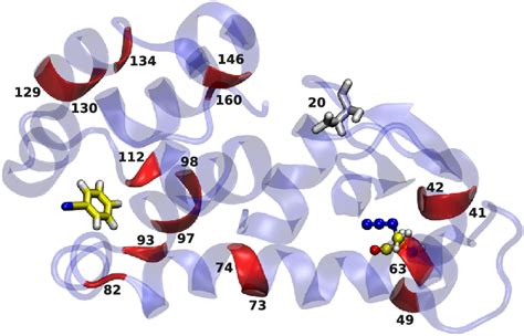 The Structure Of Lysozyme Including Phcn Licorice In The Active Site