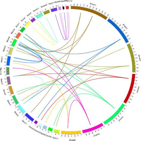 Distribution Of Genome Syntenic And Intergenomic Synteny Smr Gene Pairs