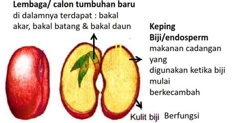 35 Bakal Biji Dan Bakal Buah Terdapat Pada Bagian Hutomo
