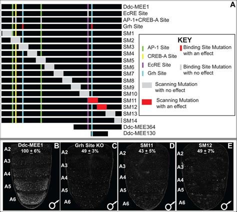 A Grh Binding Site Is A Required Input In The Regulatory Logic Driving