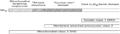 Schematic Representation Of The Functional Roles Of Sequence Elements
