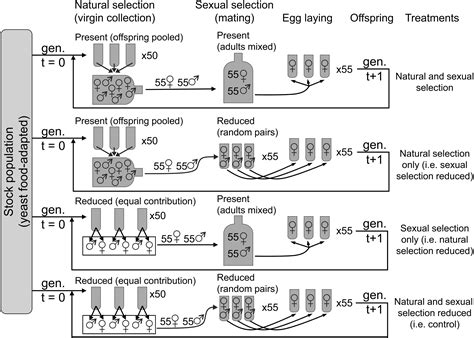 Genomic Evidence That Sexual Selection Impedes Adaptation To A Novel Environment Current Biology