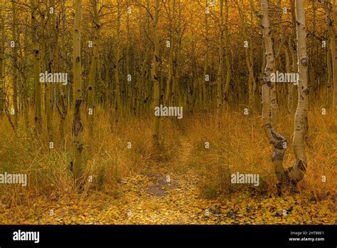 Yellow Leaved Trees In A Forest In Autumn Stock Photo Alamy