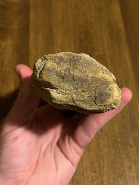 6 12 Inch Pyritized Stigmaria Fossil Etsy