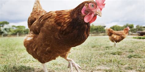 Ed Miliband Finally Calls David Cameron Chicken Over Debates HuffPost UK