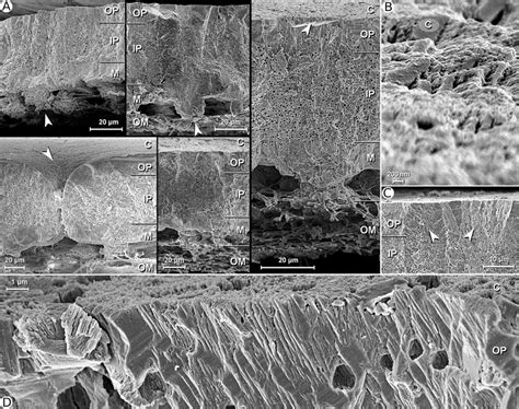 Figure 45 Sem Micrographs Of The Eggshell Cross Sections Of The