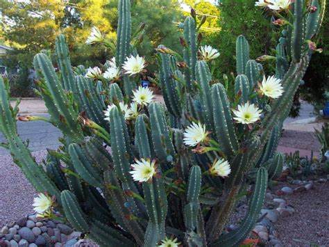 Cereus Hildmannianus Subsp Uruguayanus World Of Succulents