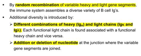 Lecture 6 B Cell Activation Flashcards Quizlet