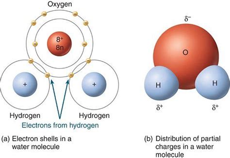 Water A Level Notes Water Molecule Water Atom Chemistry Lessons