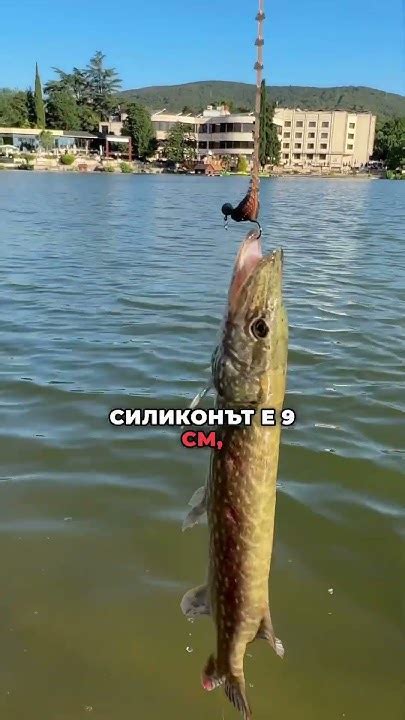 Най-здравия силикон в света NIKKO🎣🐟 - YouTube