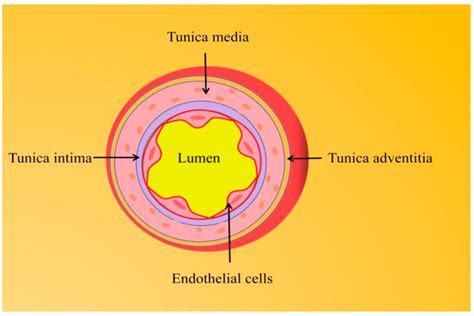 Research Progress Of Flavonoids Regulating Endothelial Function