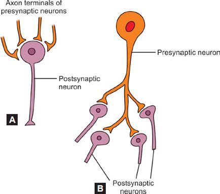 Presynaptic Neuron Vs Postsynaptic Neuron