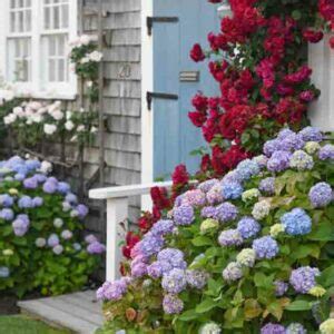 White Hydrangea 21 Best Varieties And Care