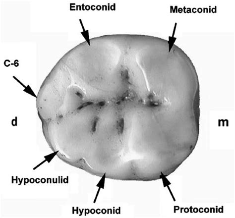 Hunas Tooth Occlusal Area Of The Molar Showing Main Cusps C 6 Download Scientific Diagram