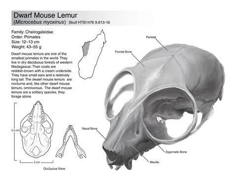 Artstation Dwarf Mouse Lemur