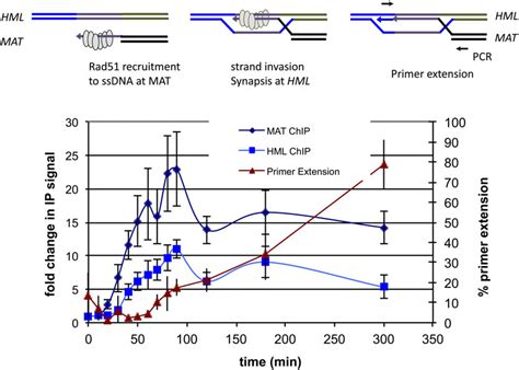 Detection Of Intermediates Of Mat Switching Chromatin Download