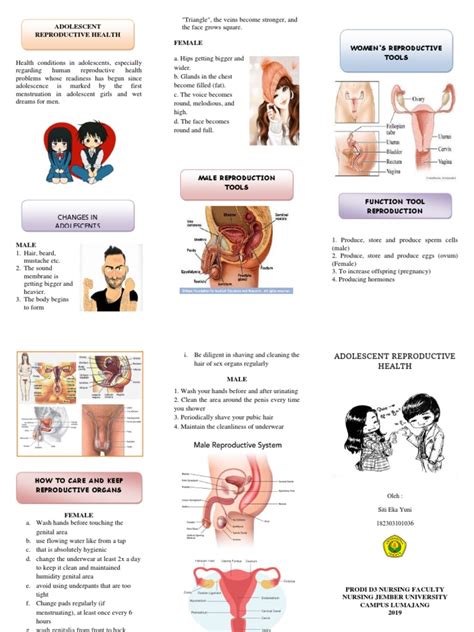 Leaflet Kesehatan Reproduksi Remaja Download Free Pdf Sex Organ