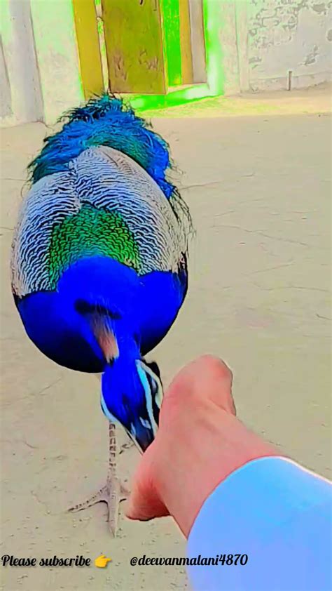 Peacockinthar Youtube