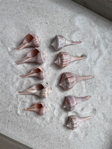 Lightning Whelk Etsy