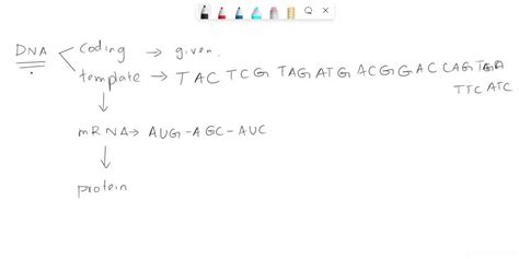 Solved Shown Below Is The Sequence Of A Coding Strand Of Dna With No