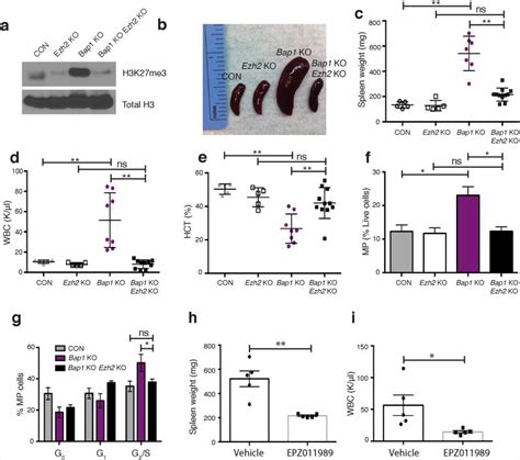 Loss Of Bap1 Function Leads To Ezh2 Dependent Transformation