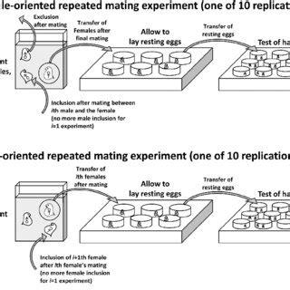 Schematic Diagram Of The Female And Male Oriented Repeated Mating Download Scientific Diagram