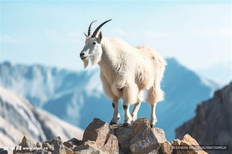 山羊摄影图 家禽家畜 生物世界 摄影图库 昵图网