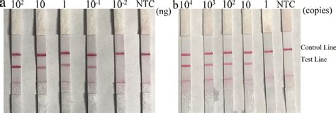 Detection Limit Of The Rpa Lfs System A The Image Shows The Lfs