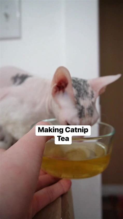 How To Make Catnip Tea For Your Cats Catnip Catsofinstagram