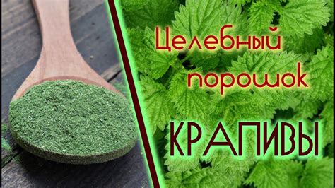 Целебный порошок КРАПИВЫ - YouTube