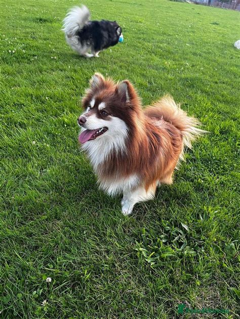 F3 Pomsky For Stud For Stud In Liverpool Pets4homes