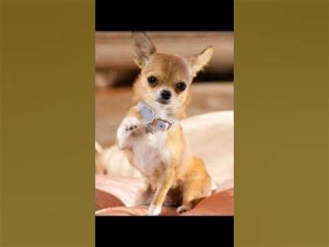 Beverly Hills Chihuahua 2 Puppies From Chloe And Papi Youtube