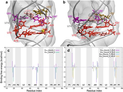 The Binding Pocket Structure And Ligand Binding Affinities In Mg²⁺ Free