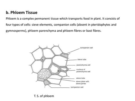 Complex Tissue Xylem And Phloem