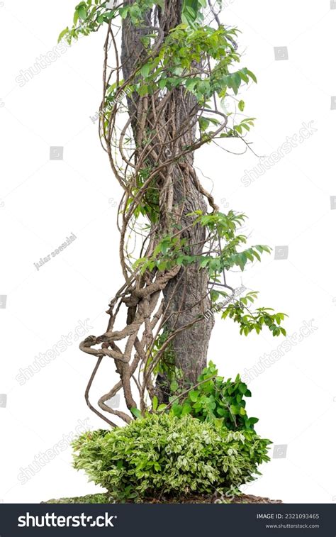 Trunk Twist Royalty Free Images Stock Photos Pictures Shutterstock